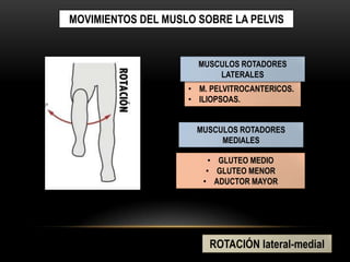 Movimientos y anatomía de superficie (miembro inferior, muslo y región ...