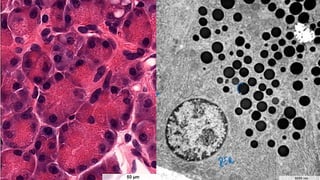 Histologia del páncreas.pptx