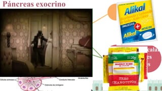 Histologia del páncreas.pptx