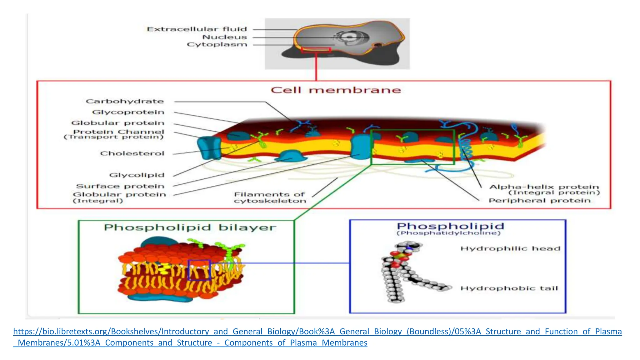 Ultra-structure and functions of plasma membrane.pptx