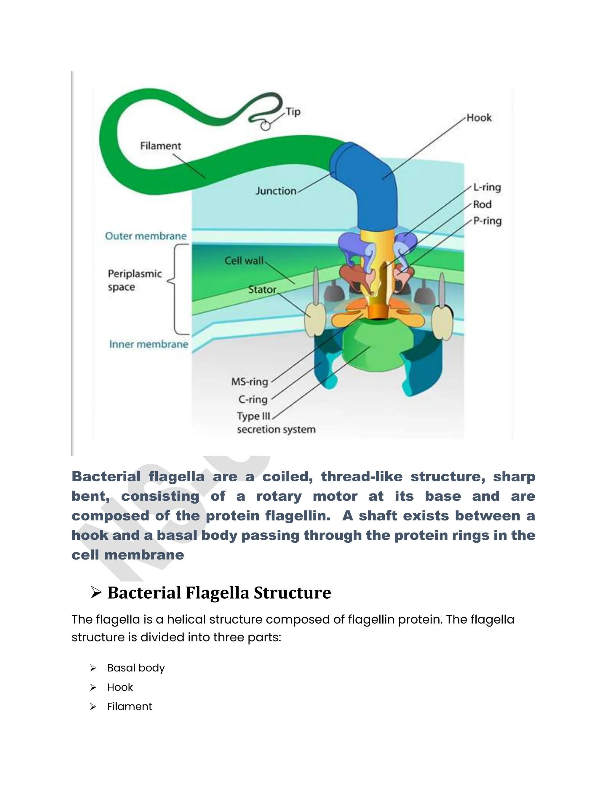 Ultra-Structure of Bacteria Cell, Wall, Structure & Functions | PDF