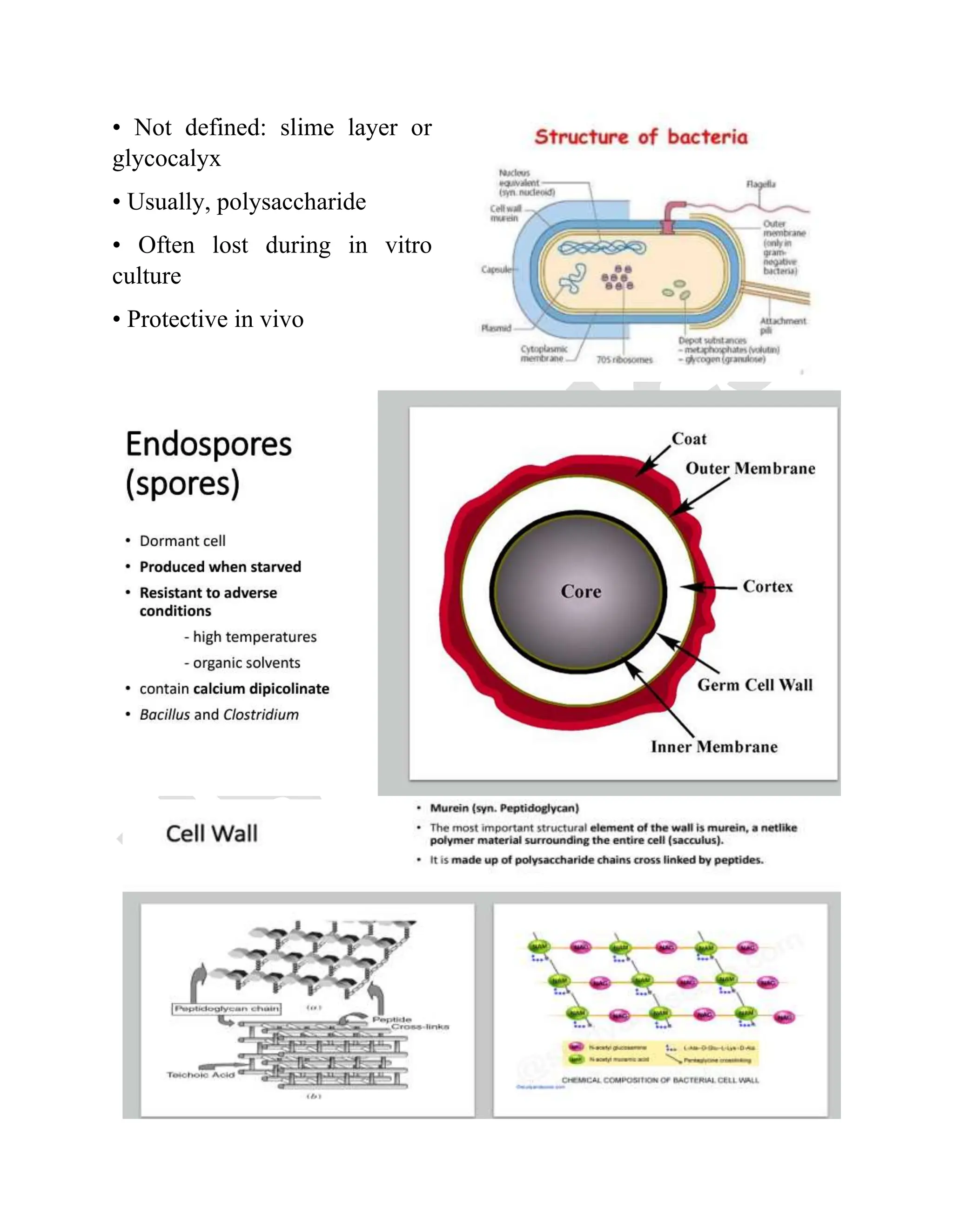 Ultra-Structure of Bacteria Cell, Wall, Structure & Functions | PDF