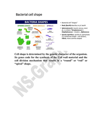 Ultra-Structure of Bacteria Cell, Wall, Structure & Functions | PDF