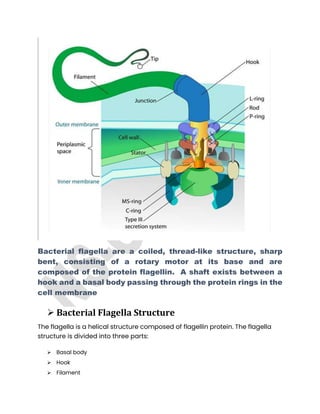 Ultra-Structure of Bacteria Cell, Wall, Structure & Functions | PDF