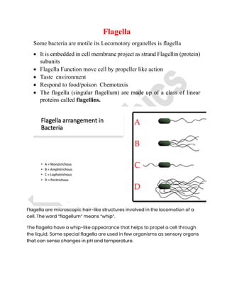 Ultra-Structure of Bacteria for B.Sc. Biotech/Botany Sem-1 & 3 | PDF
