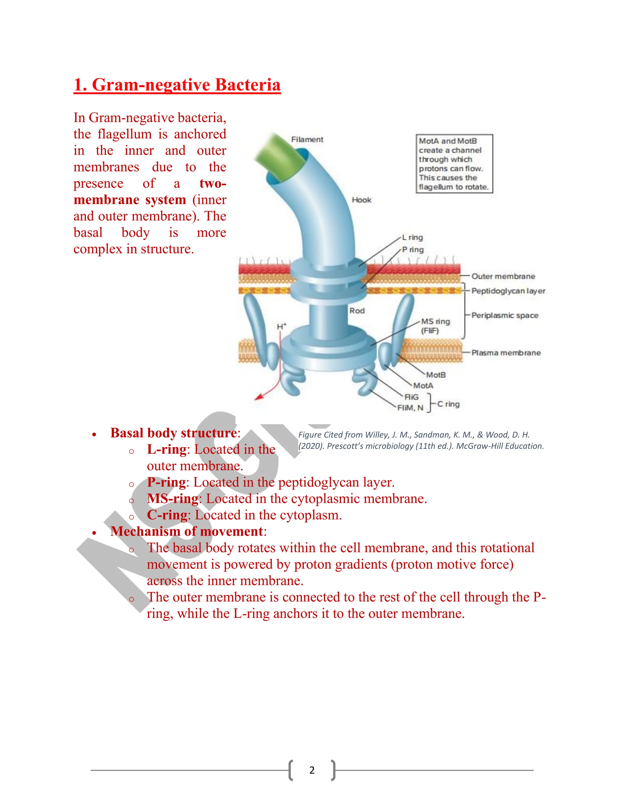 Ultra-Structure of Bacteria Flagella for B.Sc. Biotech/Botany Sem-3 | PDF