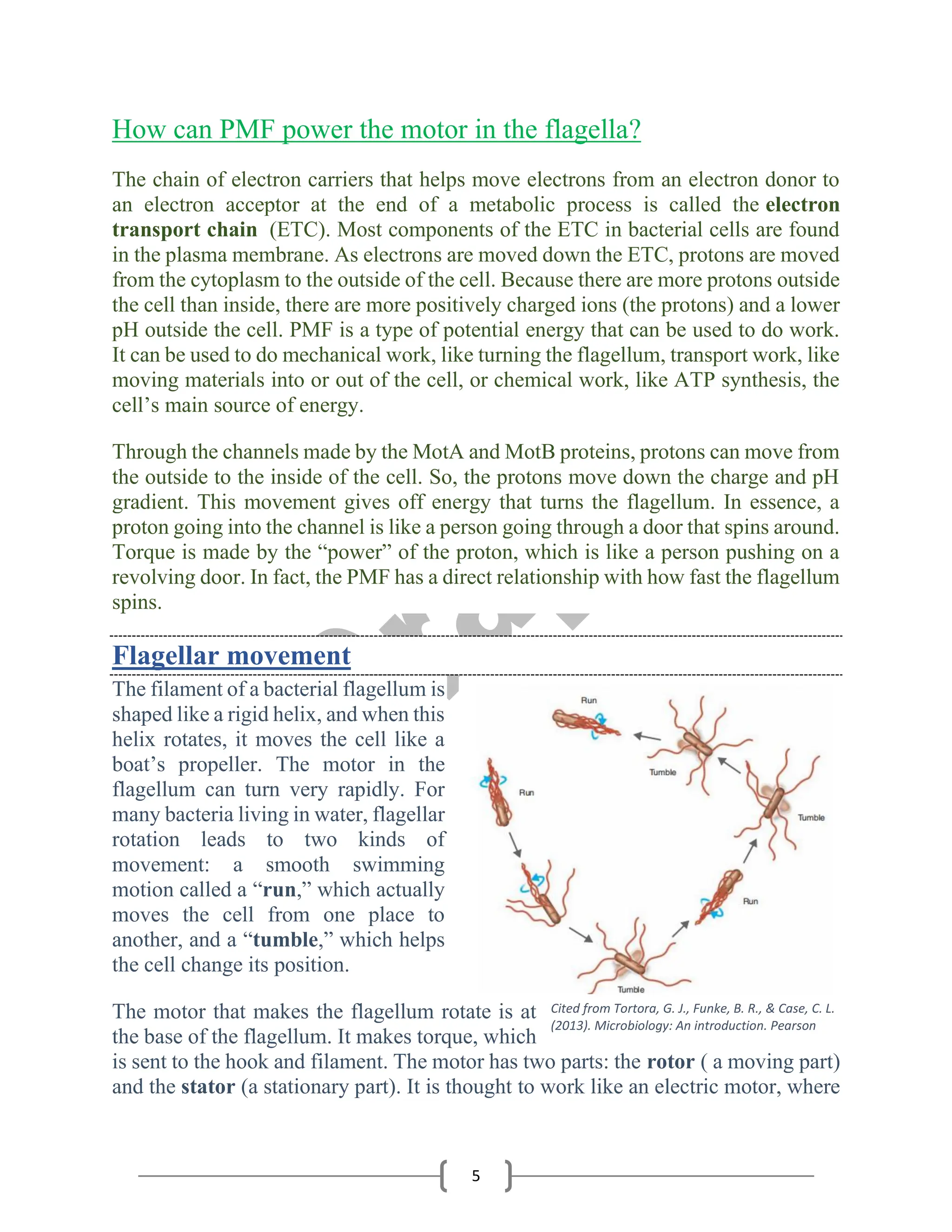 Ultra-Structure of Bacteria Flagella for B.Sc. Biotech/Botany Sem-3 | PDF