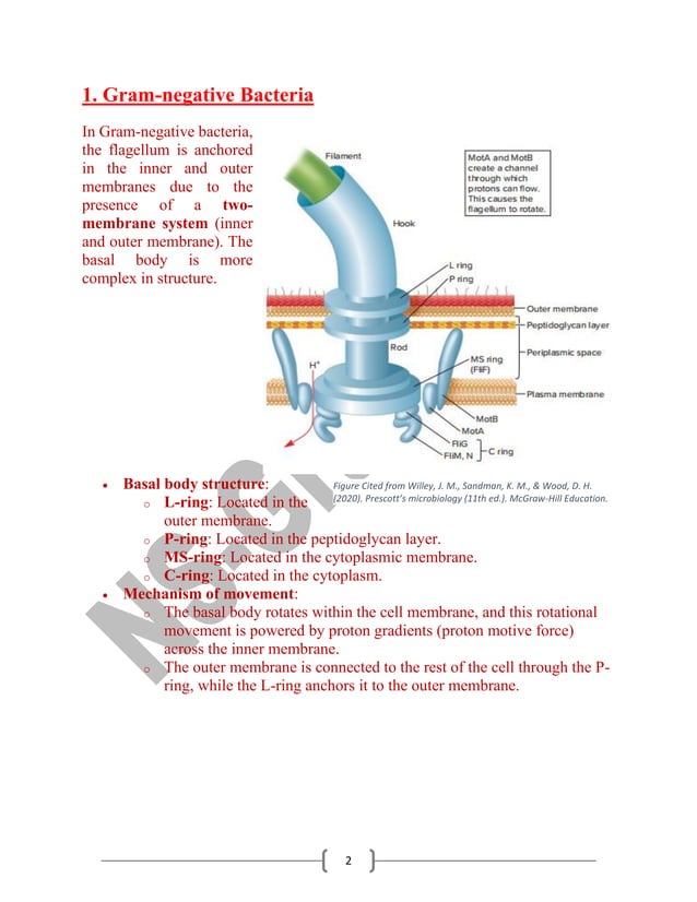 Ultra-Structure of Bacteria Flagella for B.Sc. Biotech/Botany Sem-3 | PDF