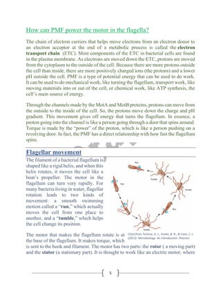 Ultra-Structure of Bacteria Flagella for B.Sc. Biotech/Botany Sem-3 | PDF