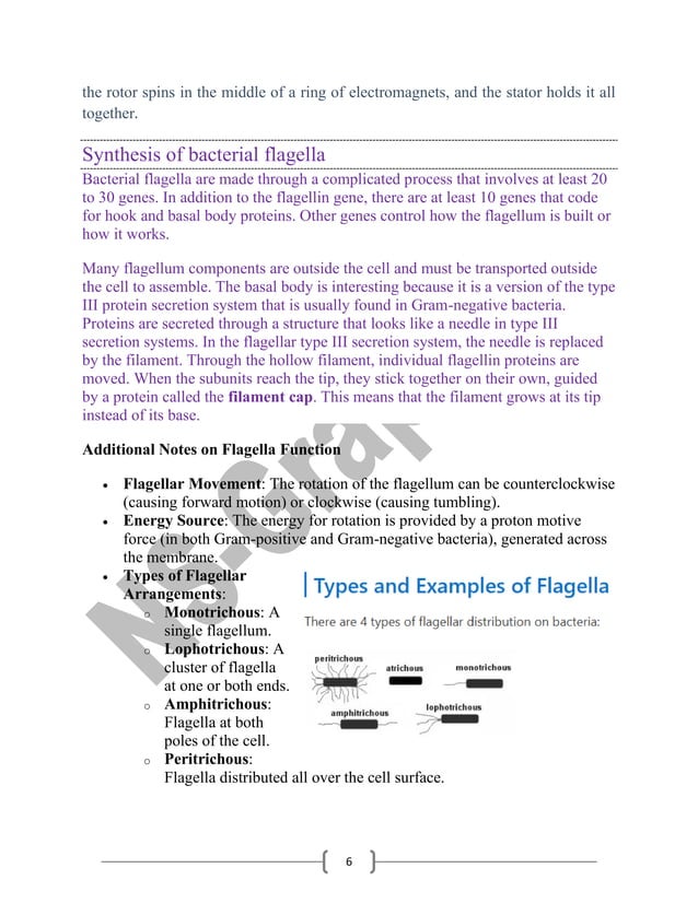 Ultra-Structure of Bacteria Flagella for B.Sc. Biotech/Botany Sem-3 | PDF