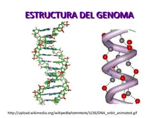 Ultraestructura bacteriana | PPTX