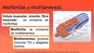 Ultraestructura Cardiaca fisiologia (1).pptx