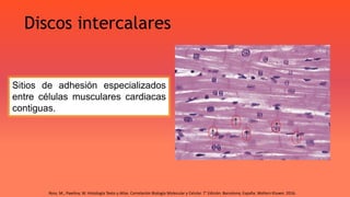 Ultraestructura Cardiaca fisiologia (1).pptx