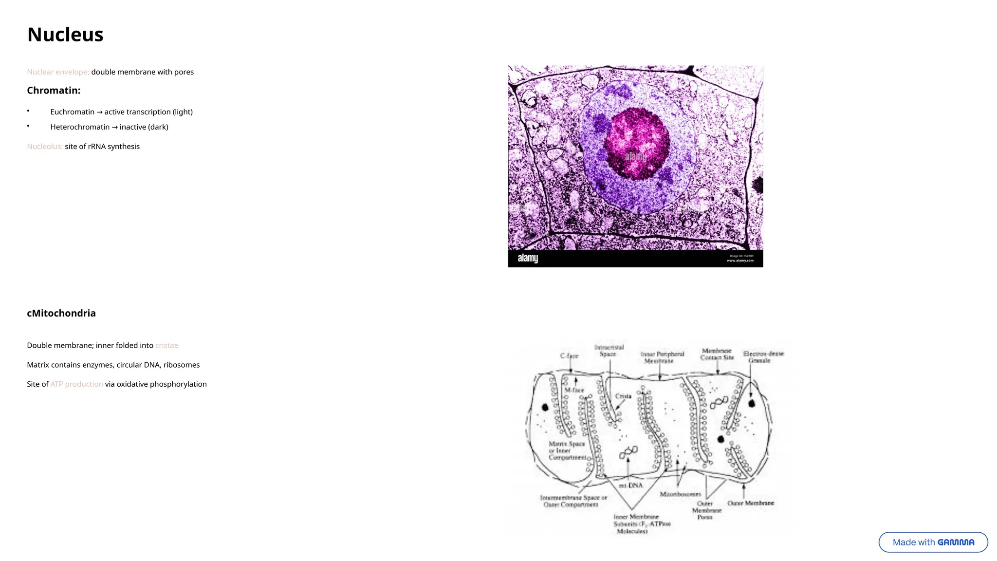 Ultramicroscopic-Structure-of-cell (1).pptx