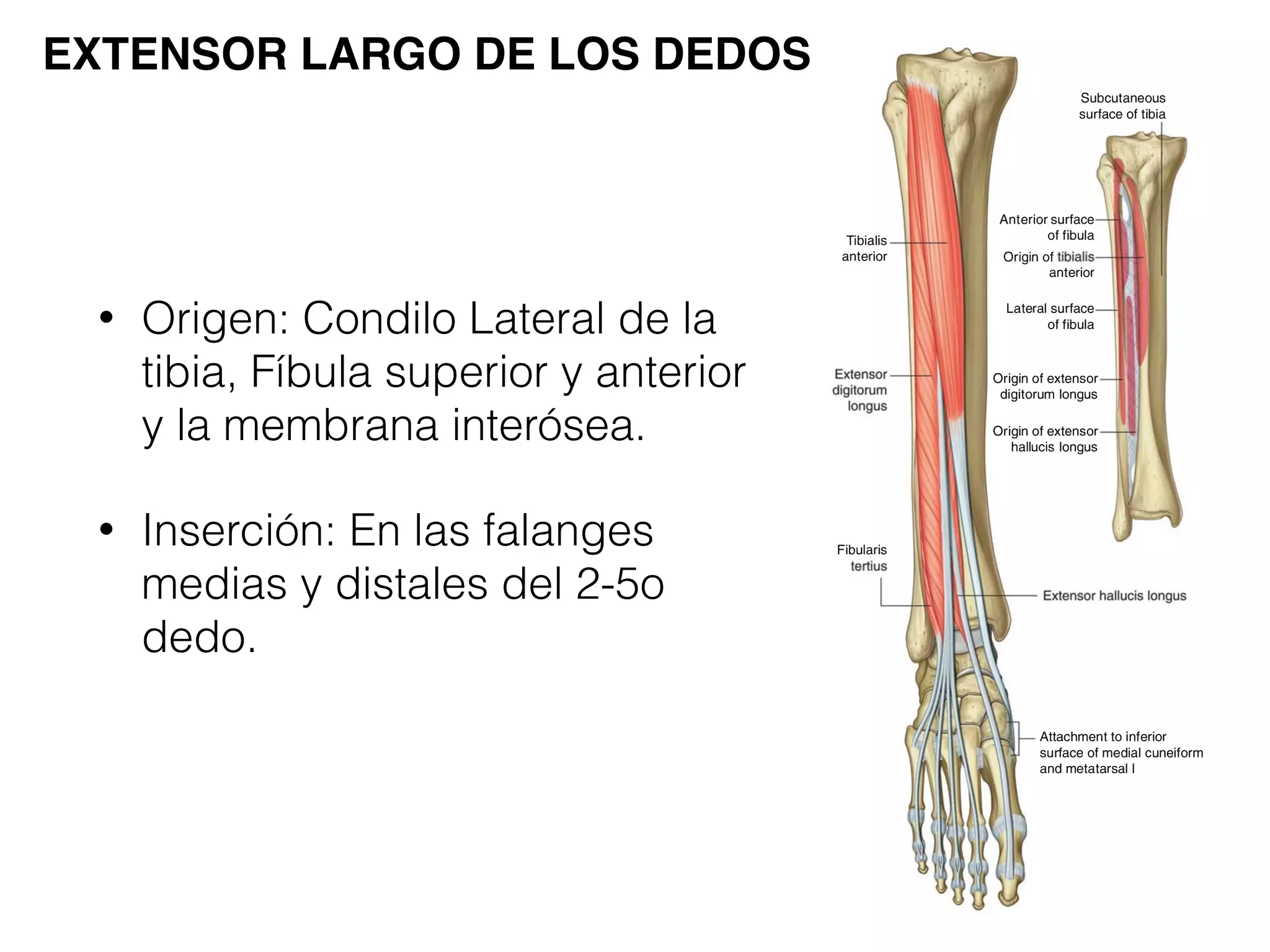 Ultrasonido de tobillo anatomía | PDF