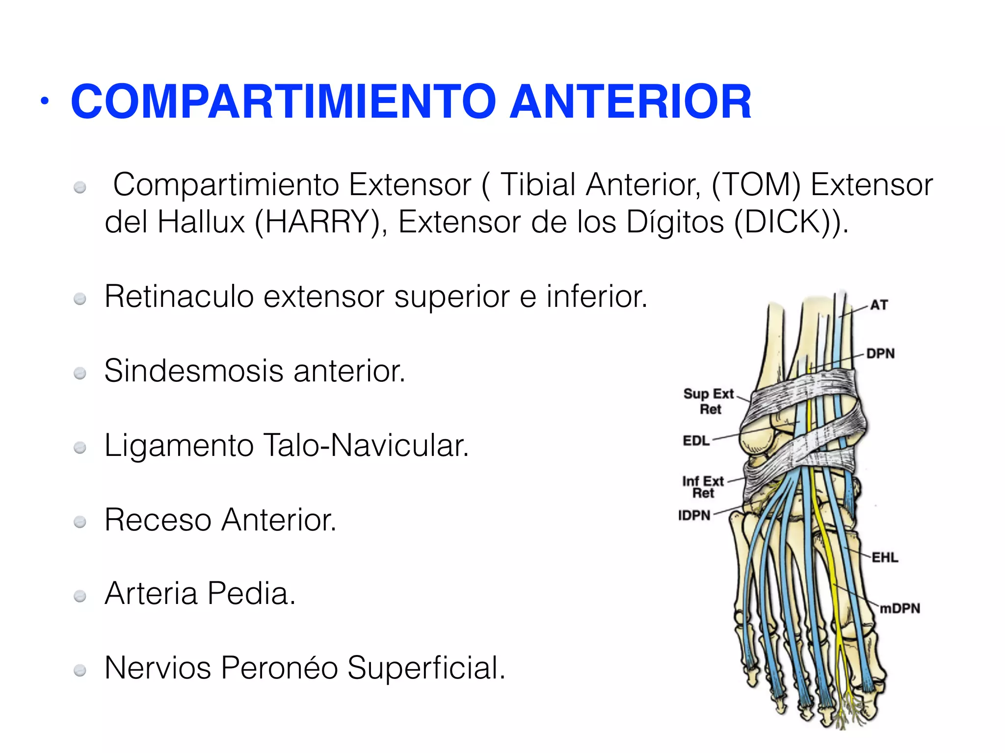 Ultrasonido de tobillo anatomía | PDF