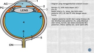 Ultrasonografi Okular yang Difokuskan pada Segmen Posterior Mata.pptx