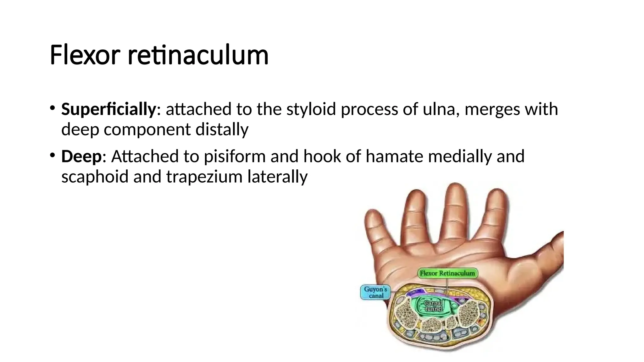 Ultrasonographic evaluation wrist joints | PPTX