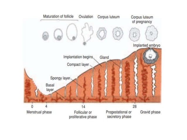 What is uterus Layers of Uterus and 2.pptx