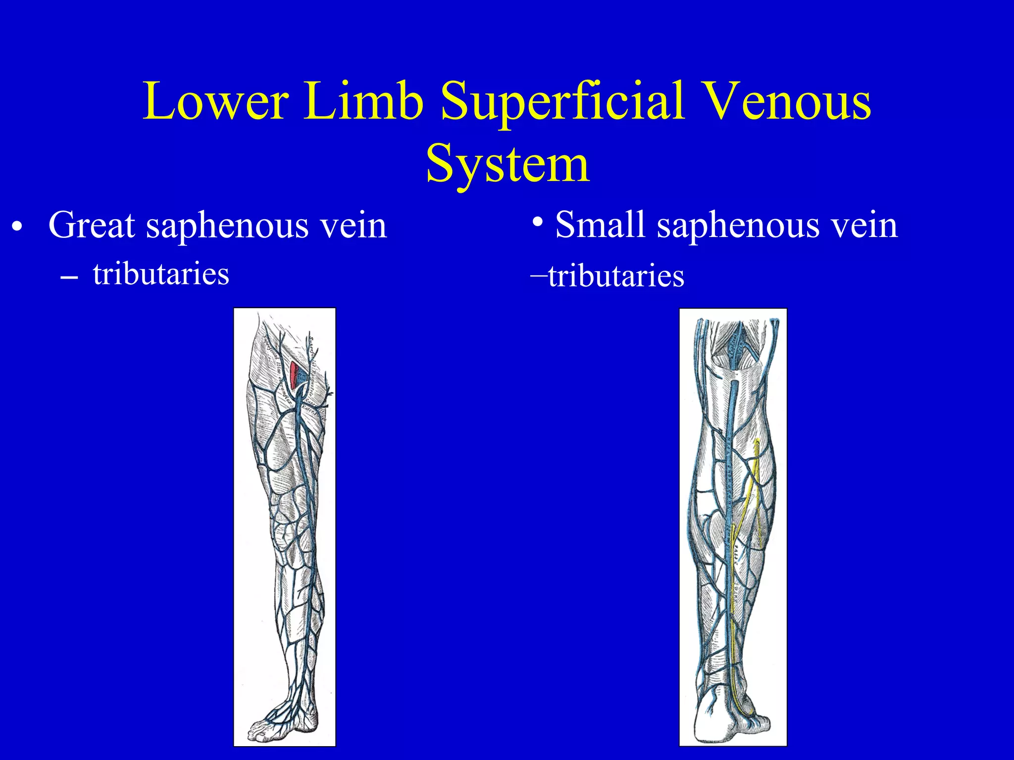 Ultrasound Assessment Of Chronic Venous Disease | PPT
