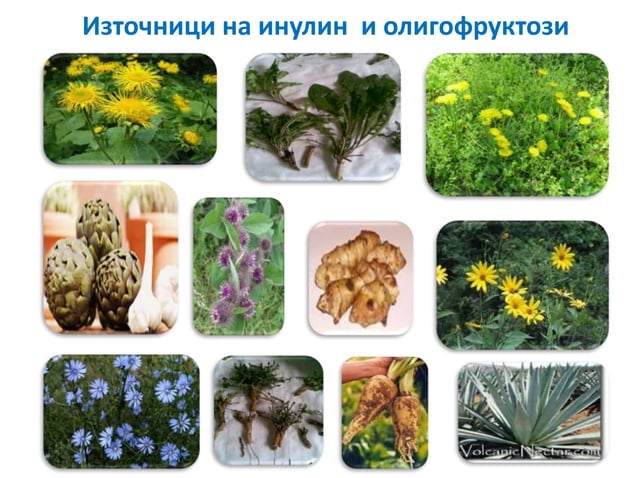 Ultrasound-assisted extraction and characterisation of inulin-type ...