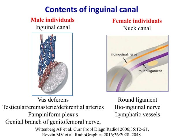 Ultrasound of groin & anterior abdominal wall hernias | PPTX | Death ...