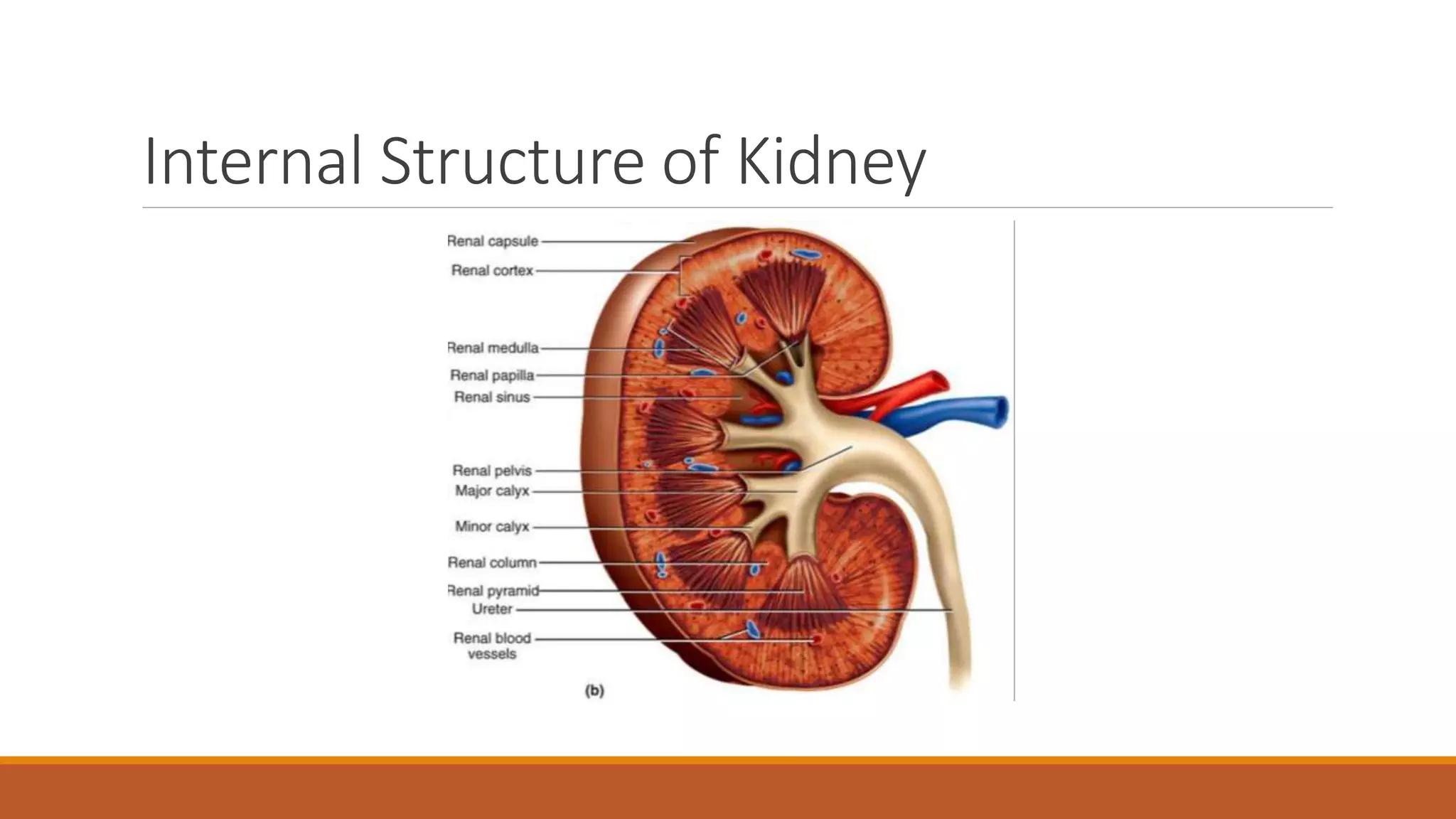 Ultrasound of Kidneys.pdf | Medical Health
