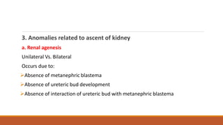 Ultrasound of Kidneys.pdf