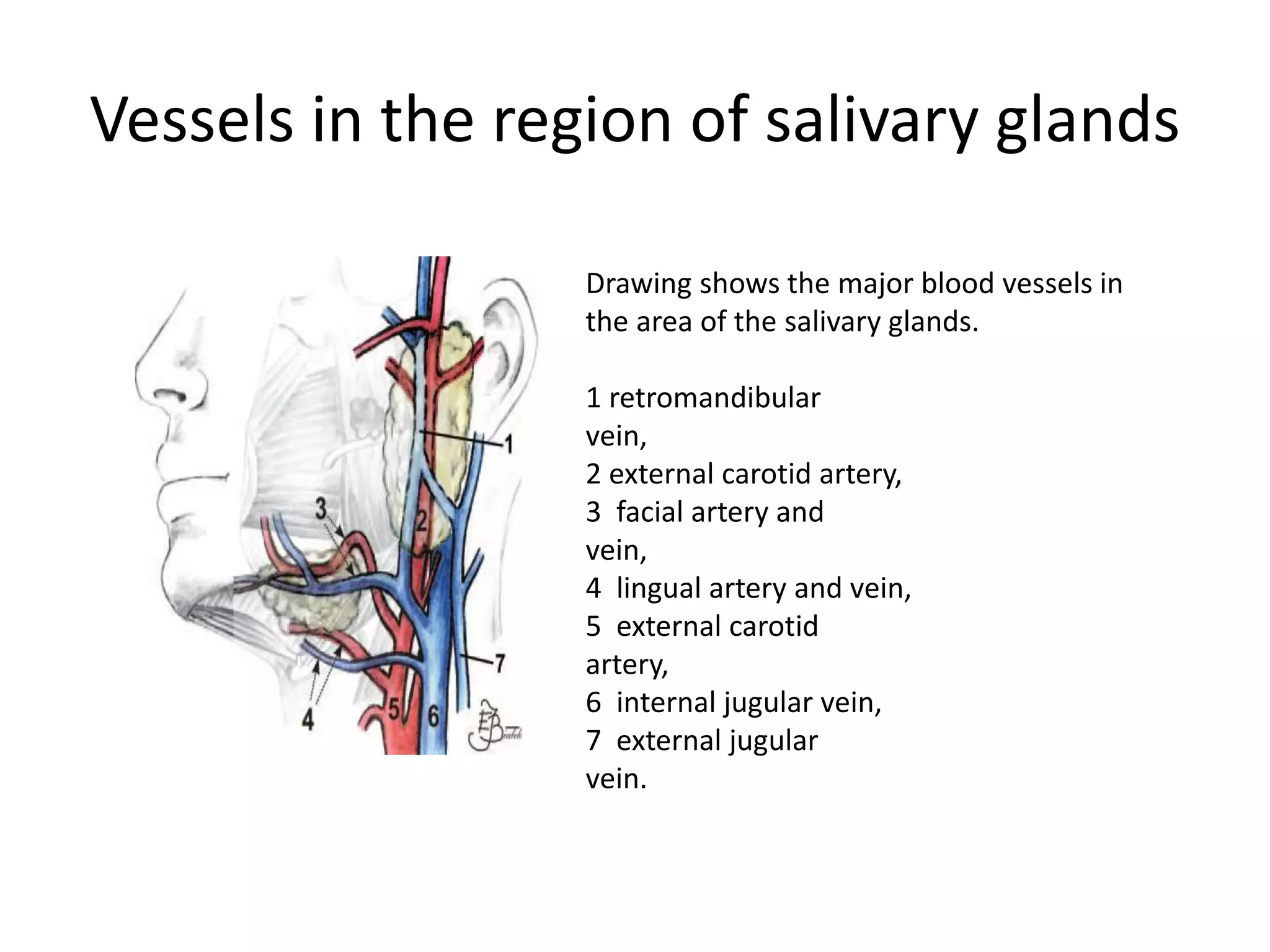 Ultrasound of salivary glands | PPTX