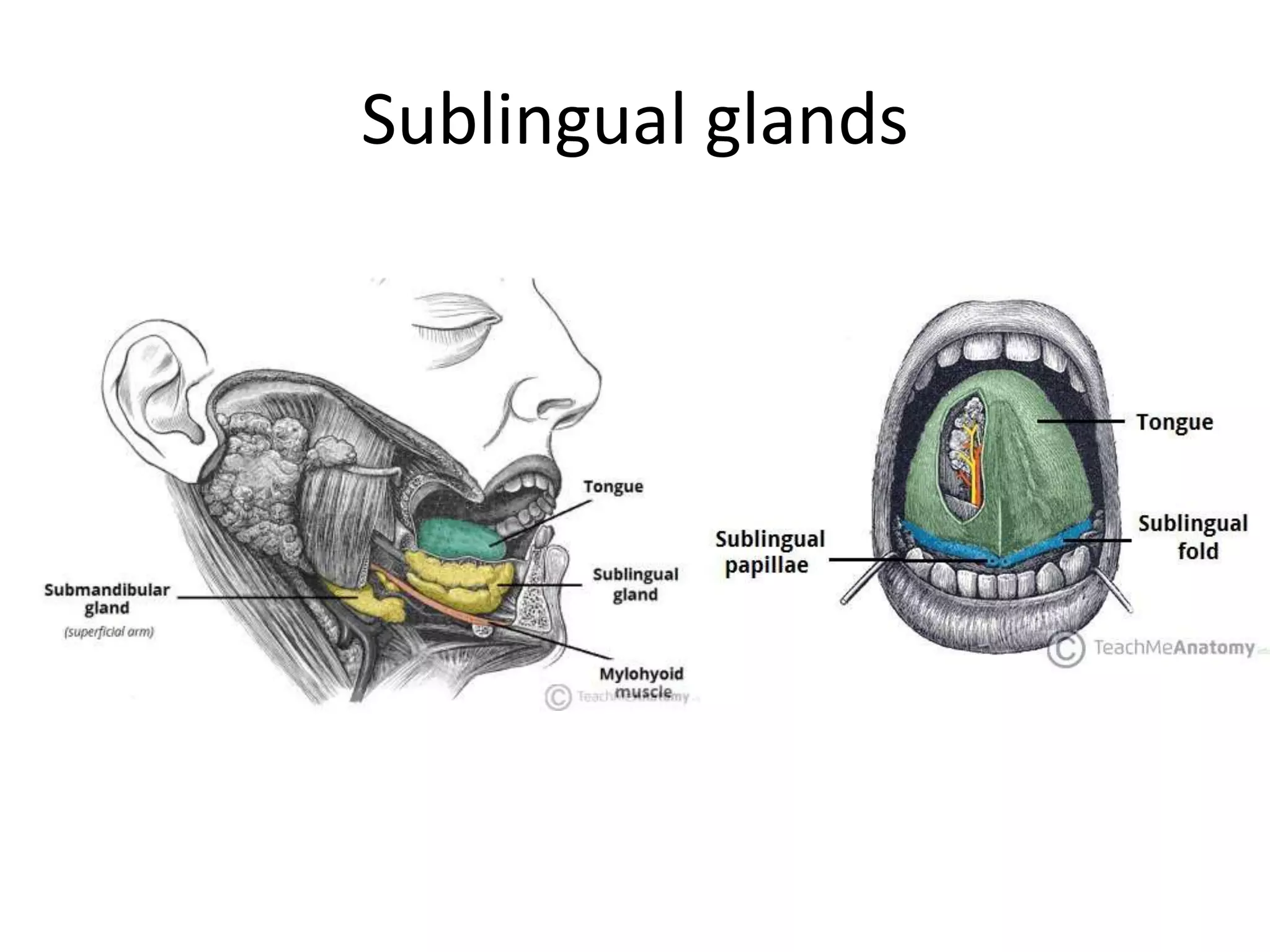 Ultrasound of salivary glands | PPTX