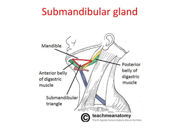 Ultrasound of salivary glands | PPTX