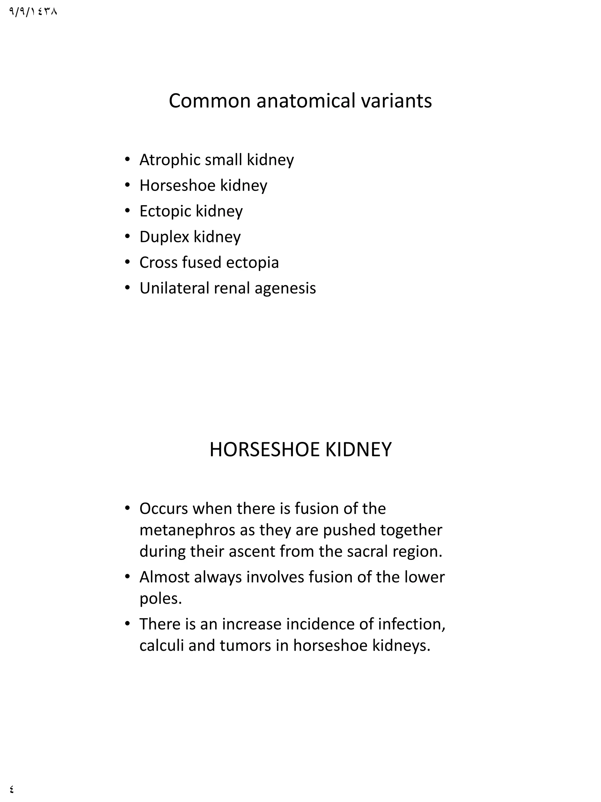 Ultrasound of the adult kidney | PDF