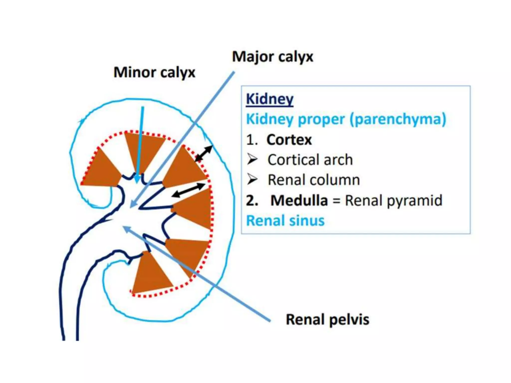 Ultrasound renal stone differential diagnosis . | PPTX