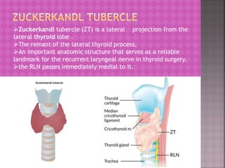 ULTRASOUND THYROID .pptx