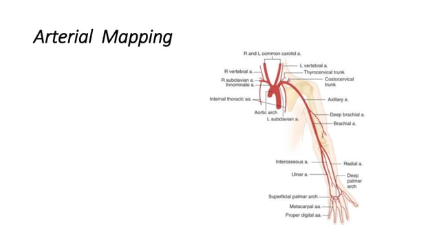 Ultrasound vascular mapping. | PDF