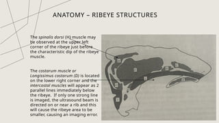 Ultrasound real time for carcass and live animal evaluation | PPT