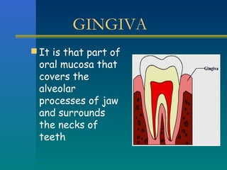 Ultrastr of gingiva | PPT