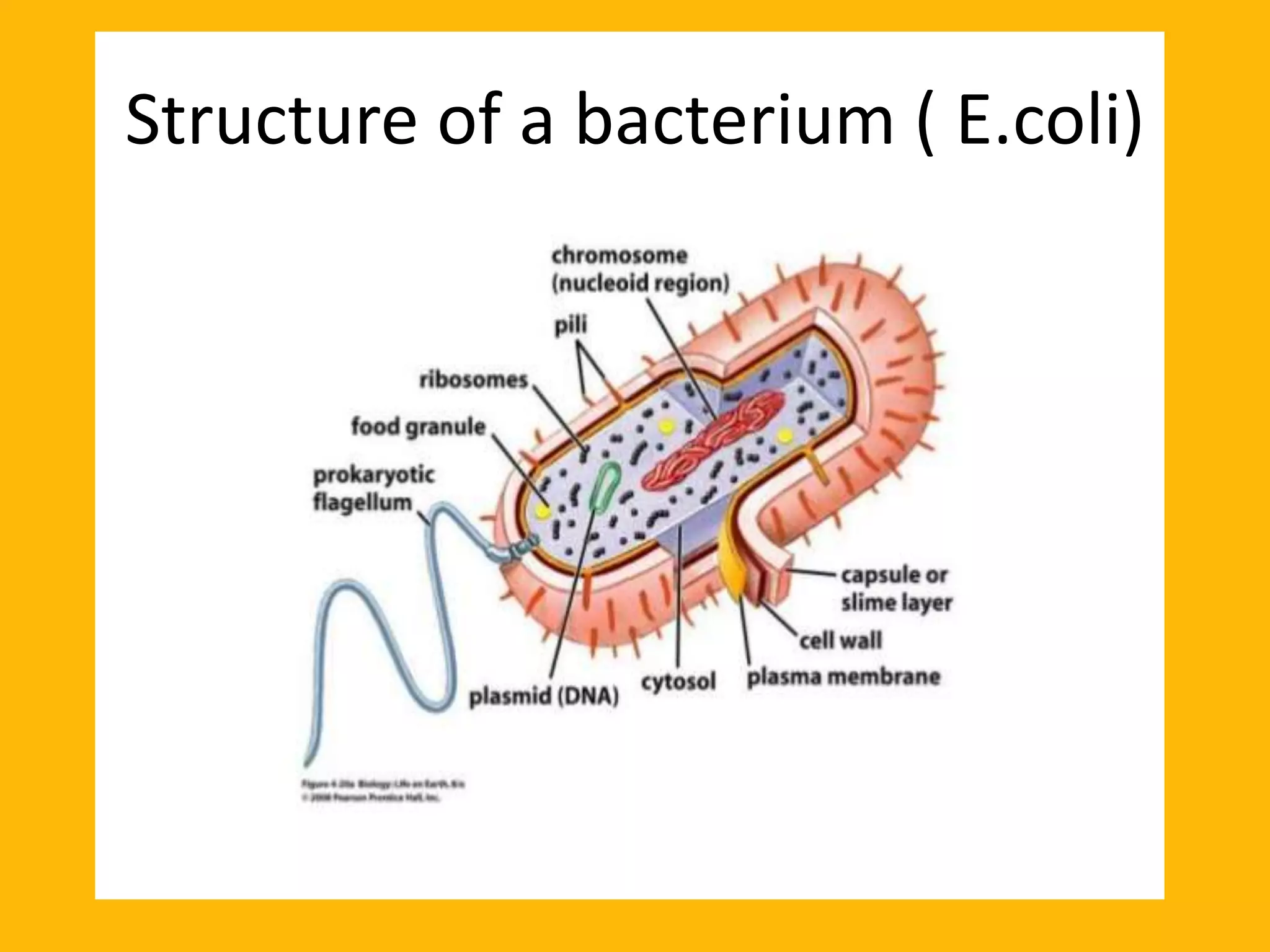 Ultra structure of bacterium | PPT