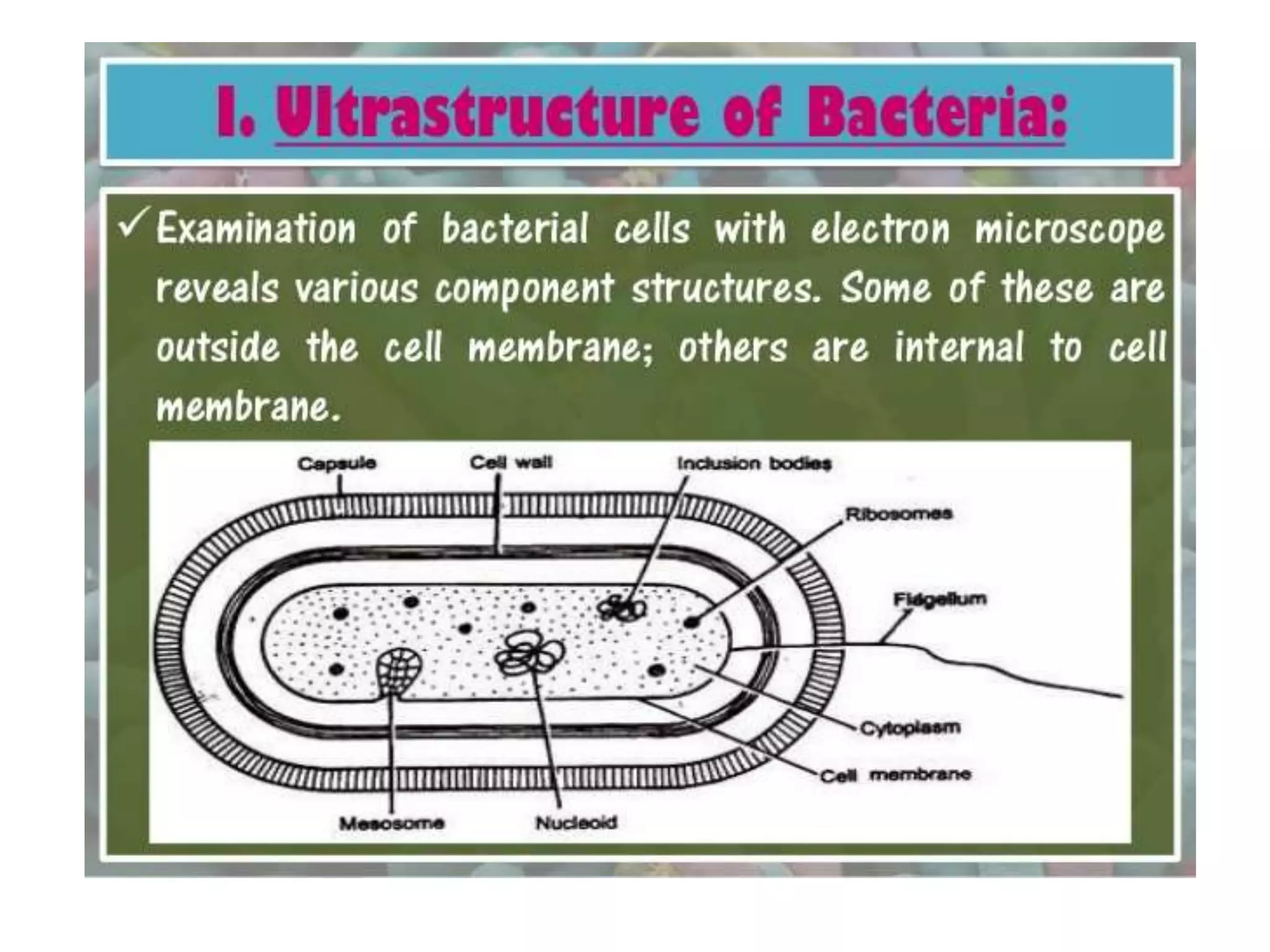 Ultra structure of bacterium | PPT