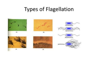 Ultra structure of bacterium | PPT