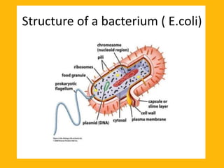 Ultra structure of bacterium | PPT