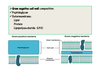 Ultra structure of bacterium | PPT