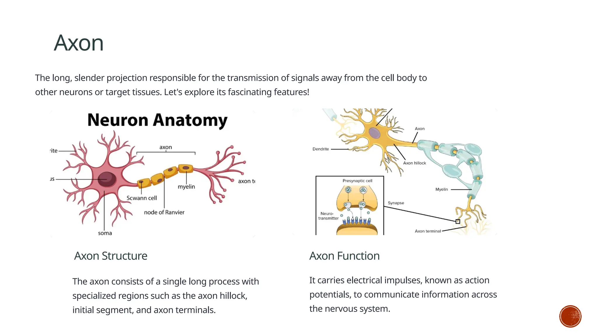 Ultrastructure-of-Neuron and its detailed information | PPTX