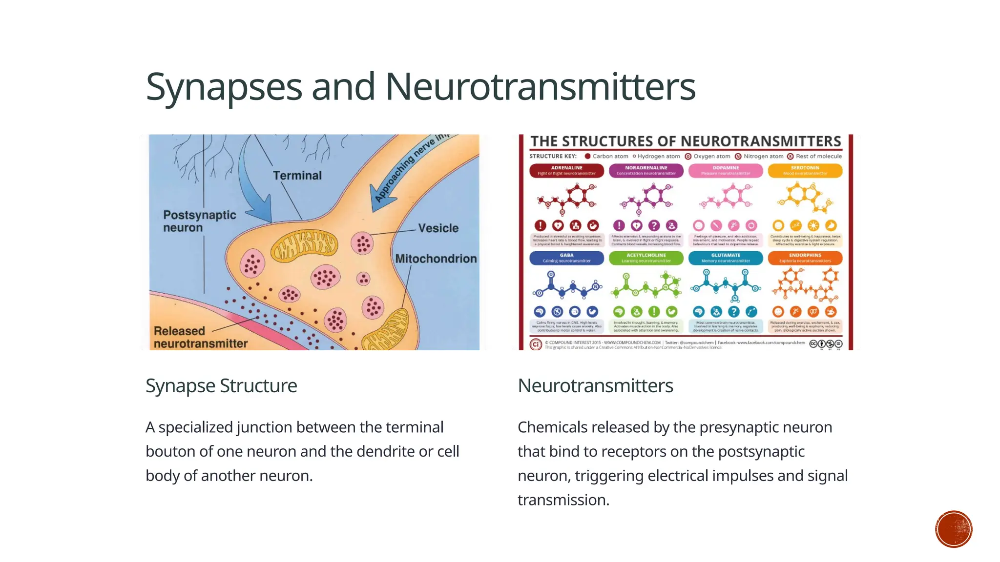 Ultrastructure-of-Neuron and its detailed information | PPTX