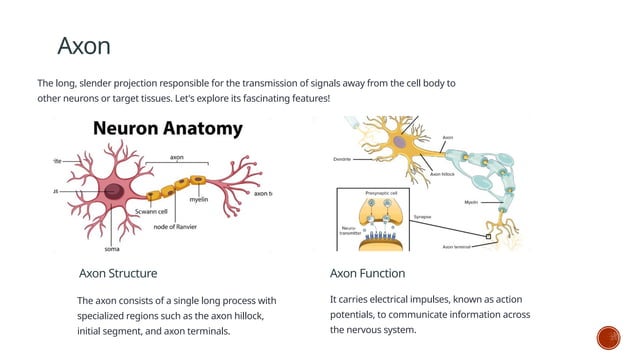Ultrastructure-of-Neuron and its detailed information | PPTX