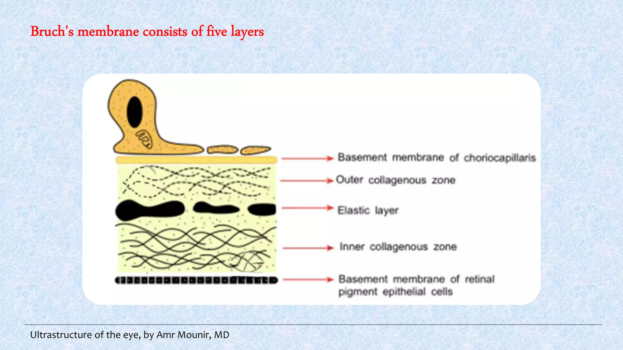 Ultrastructure of the eye | PPT