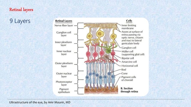 Ultrastructure of the eye | PPT