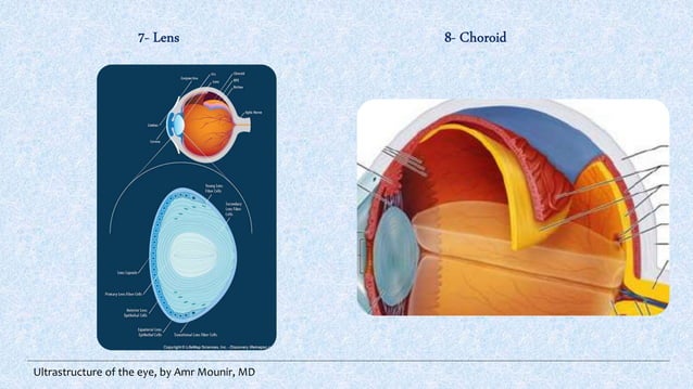 Ultrastructure of the eye | PPT