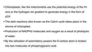Ultrastructure and functions of Chloroplast.pptx