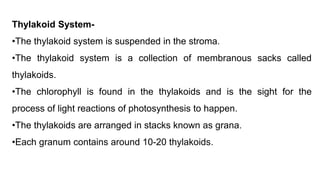 Ultrastructure and functions of Chloroplast.pptx